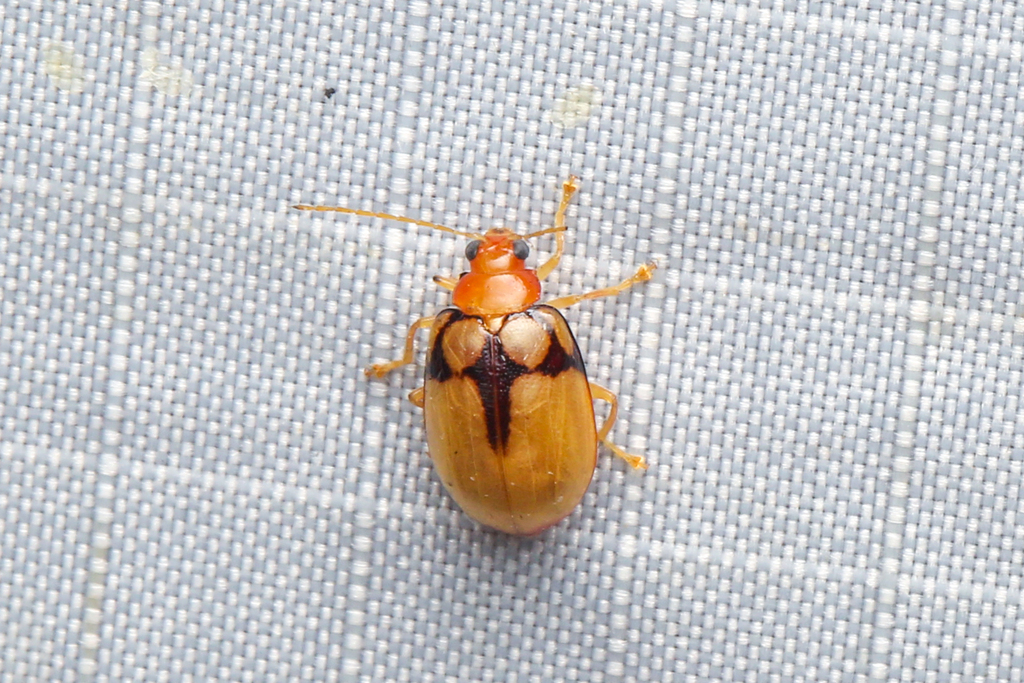 Skeletonizing Leaf and Flea Beetles from Mt. Kinabalu NP, Sabah ...