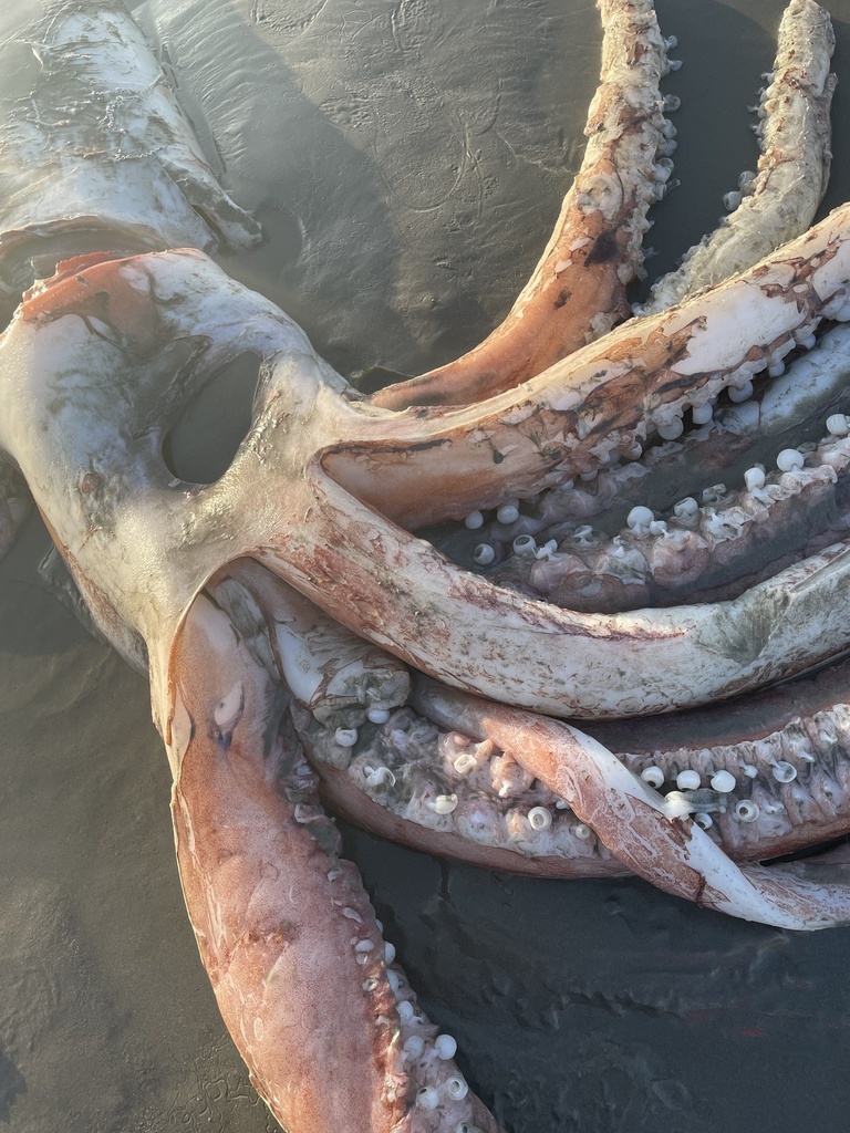Giant Squid from Grosse Bucht, NA on September 1, 2021 at 07:55 AM by danielhooft. 3.8m length ...