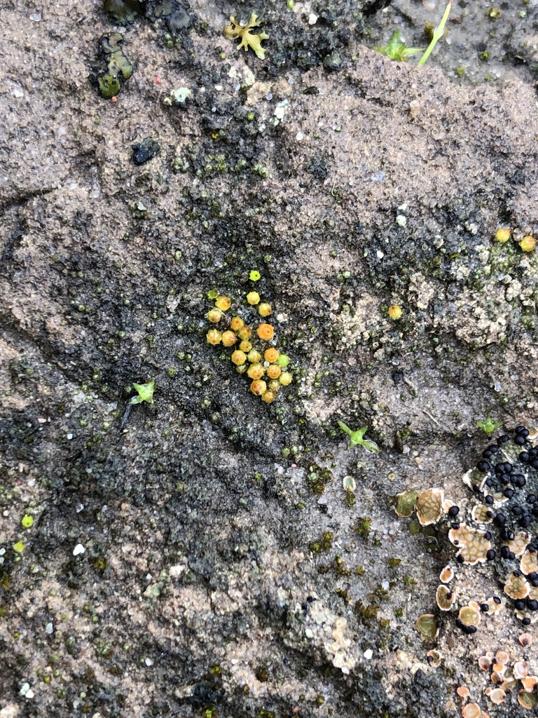 Goniomitrium acuminatum from Ngarkat Conservation Park, Parrakie, SA ...