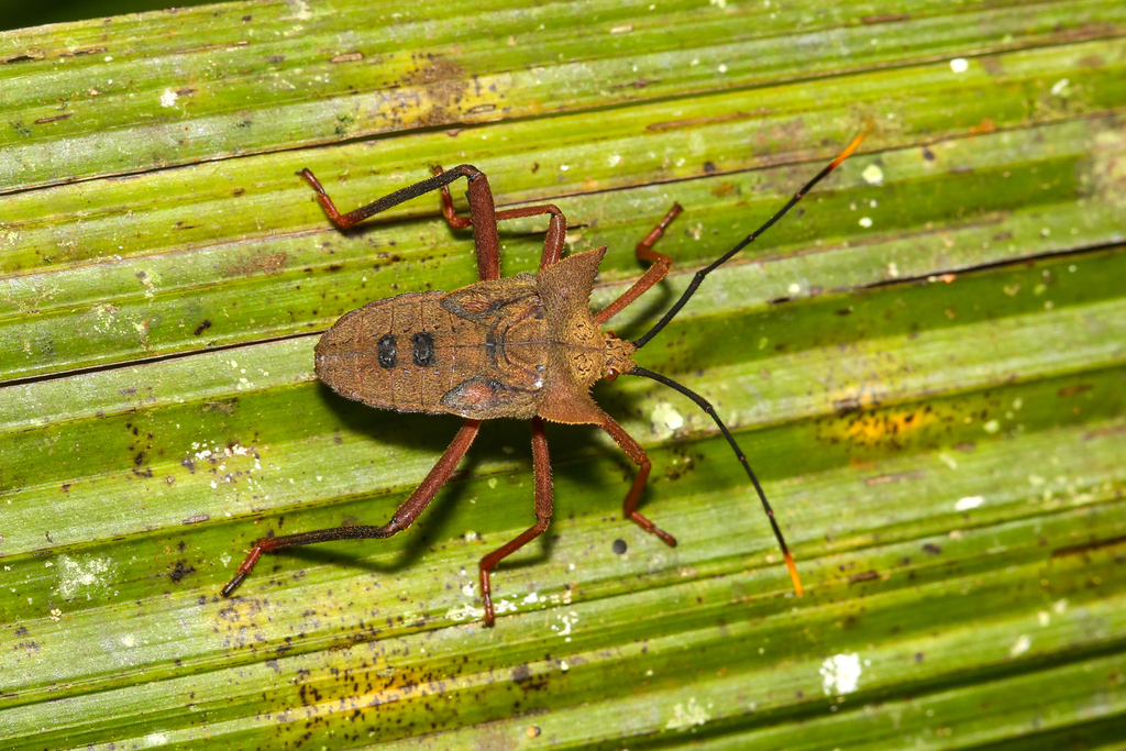 Ochrochira nigrovittata from Mt. Kinabalu NP, Sabah, Malaysia on August ...
