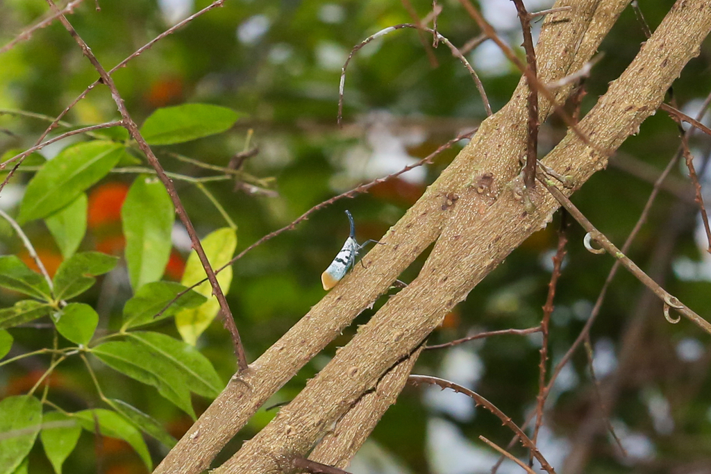 Pyrops heringi from Mt. Kinabalu NP, Sabah, Malaysia on July 31, 2023 ...