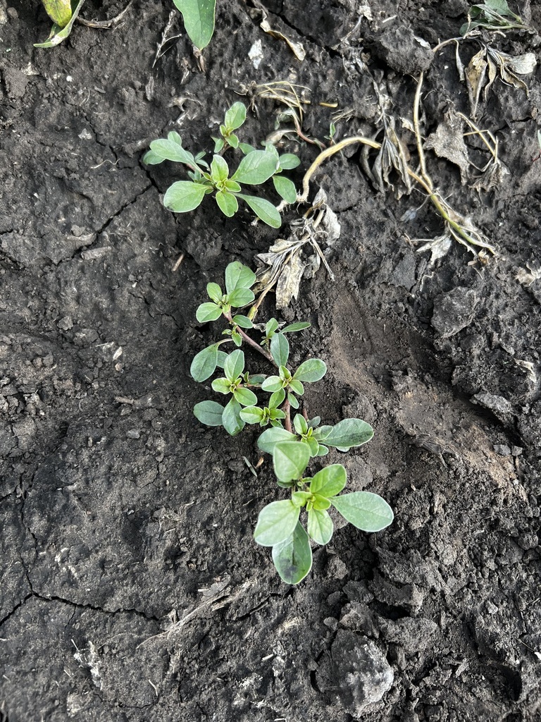 procumbent pigweed from Ust'-Udinskiy rayon, Irkutsk, Russia on July 1 ...