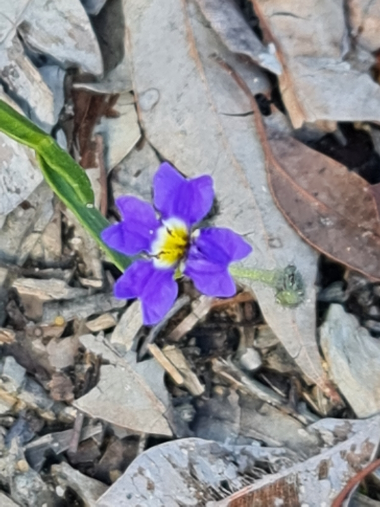 Winged-Stem Dampiera from John Forrest, AU-WA-MN, AU-WA, AU on August ...