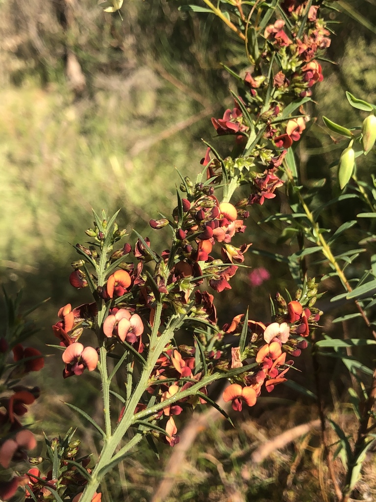 Mt. Lofty Gorse Bitter-pea from South Ward, Jupiter Creek, SA, AU on ...