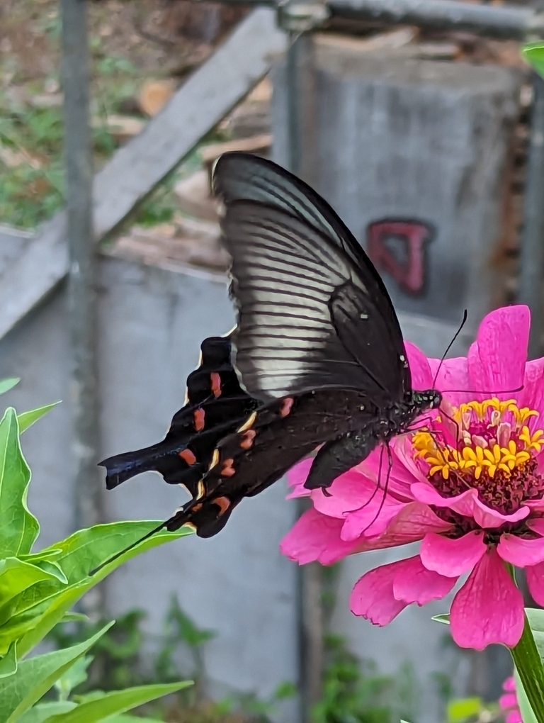 Japanese Peacock Swallowtail from Jucheon-myeon, Yeongwol-gun, Gangwon ...