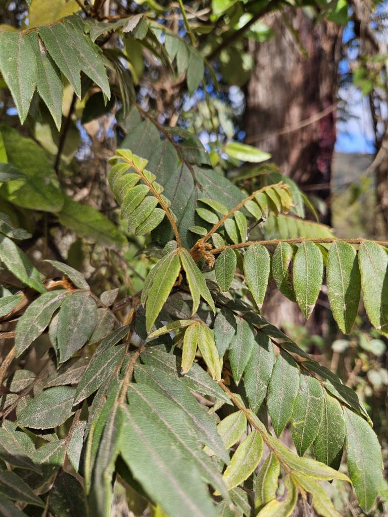 (Jagera pseudorhus pseudorhus) - Botanical Realm