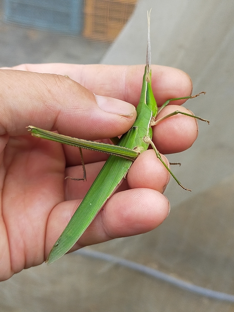 Oriental Longheaded Locust from 横浜市 on August 22, 2023 at 05:45 PM by ...