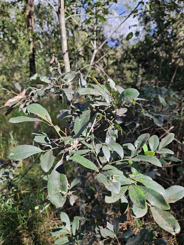 Guioa from Cooran QLD 4569, Australia on August 3, 2023 at 10:47 AM by ...