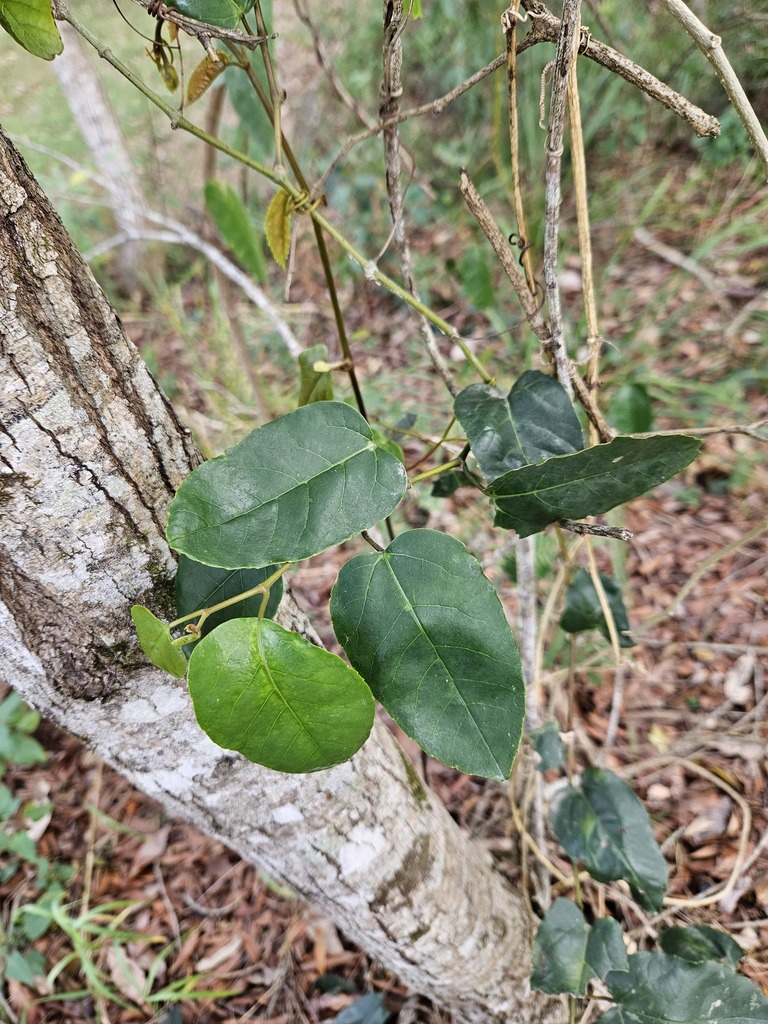 Kangaroo Vine from Cooran QLD 4569, Australia on August 3, 2023 at 11: ...