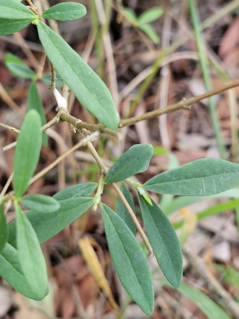 Bootlace Plant from Cooran QLD 4569, Australia on August 3, 2023 at 11: ...