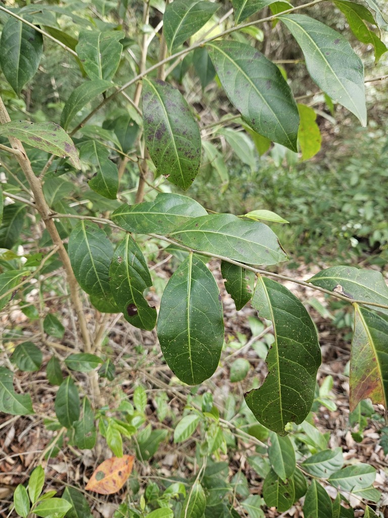 Cheese Tree from Cooran QLD 4569, Australia on August 3, 2023 at 11:58 ...