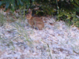 European Rabbit in May 2023 by mapt · iNaturalist