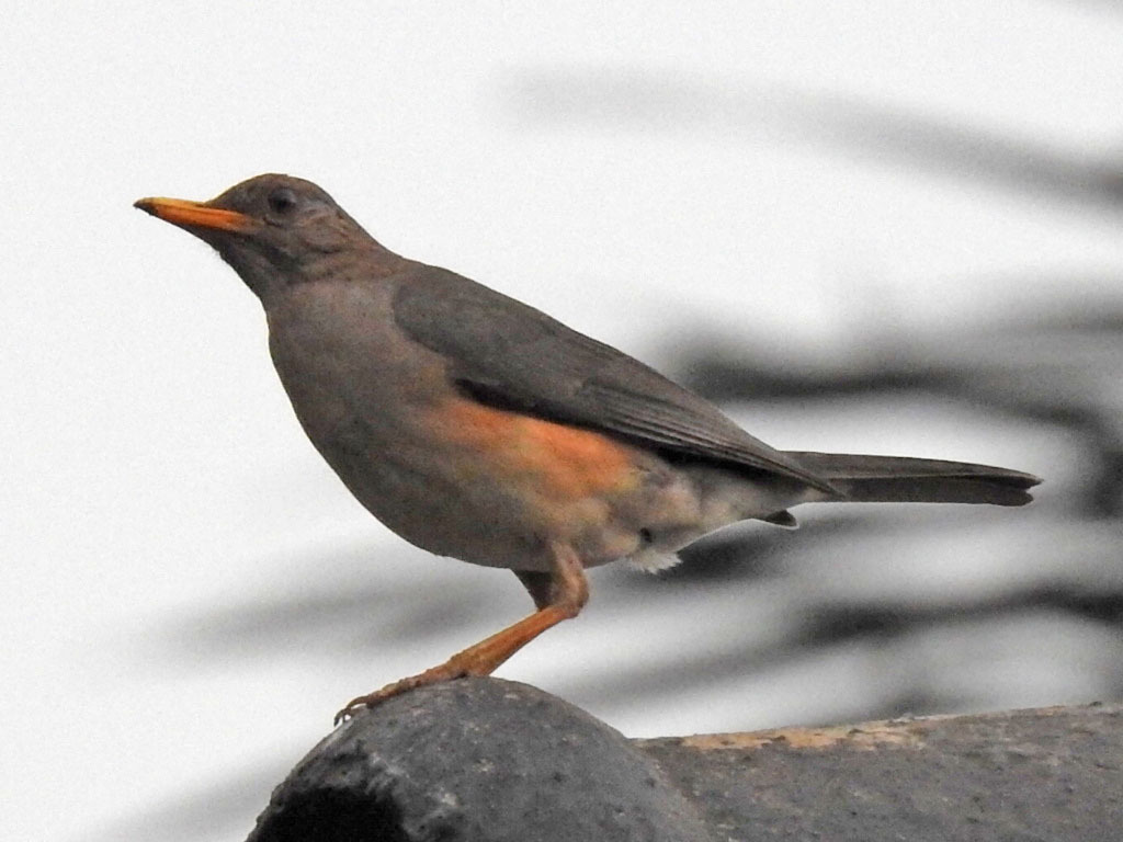 African Thrush (Turdus pelios) - Avian Discovery