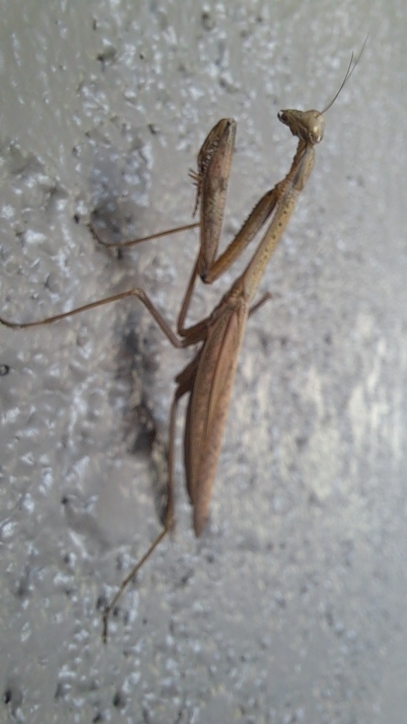 Asian Jumping Mantis from Otsu on August 21, 2023 at 07:34 AM by ...