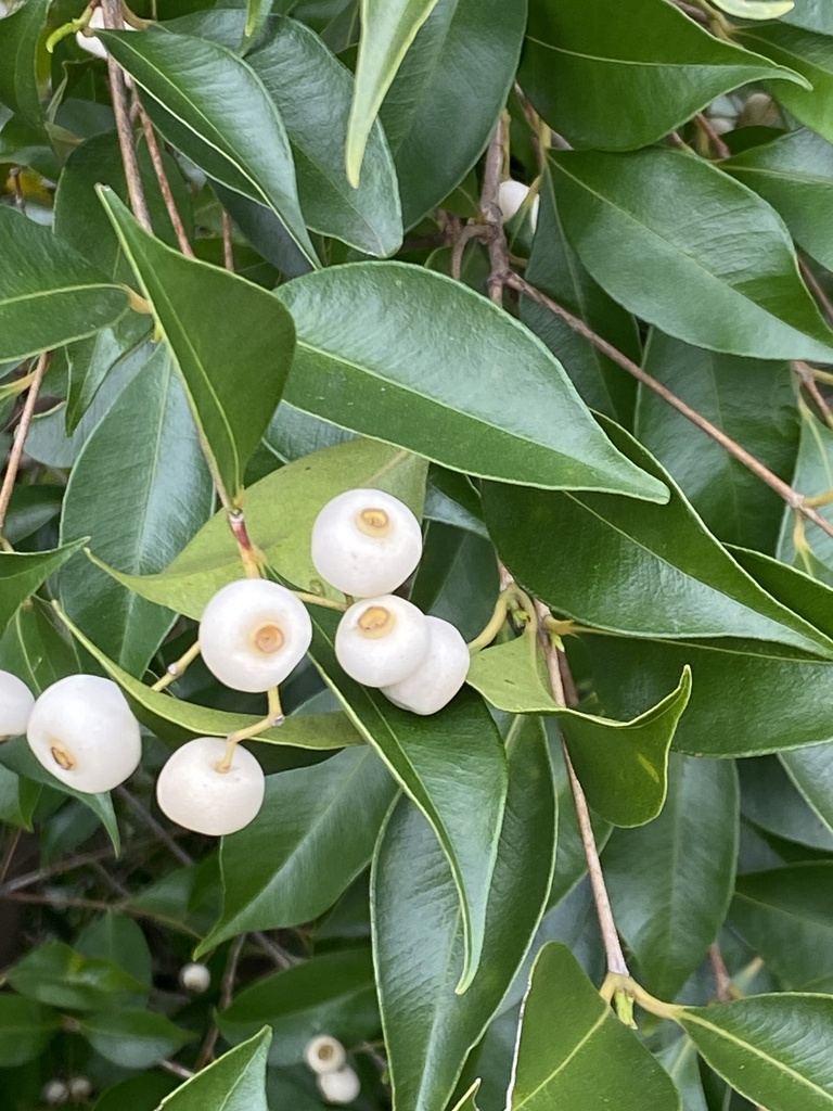 Lilly Pilly from Governor Macquarie Drive, Warwick Farm, NSW, AU on ...