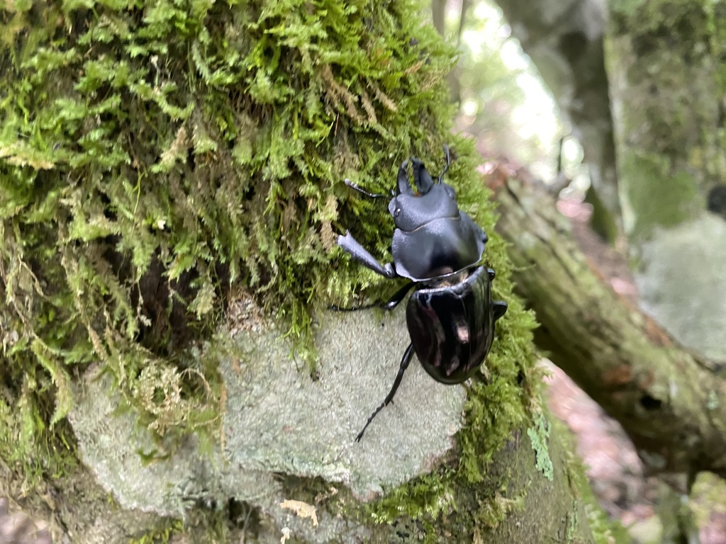 Neolucanus from 臺灣島, 尖石鄉, HSQ, TW on August 22, 2023 at 11:21 AM by ...