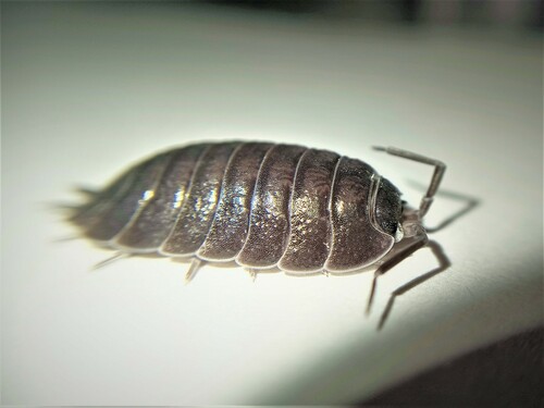 Observations by agapakisgeorgios · iNaturalist