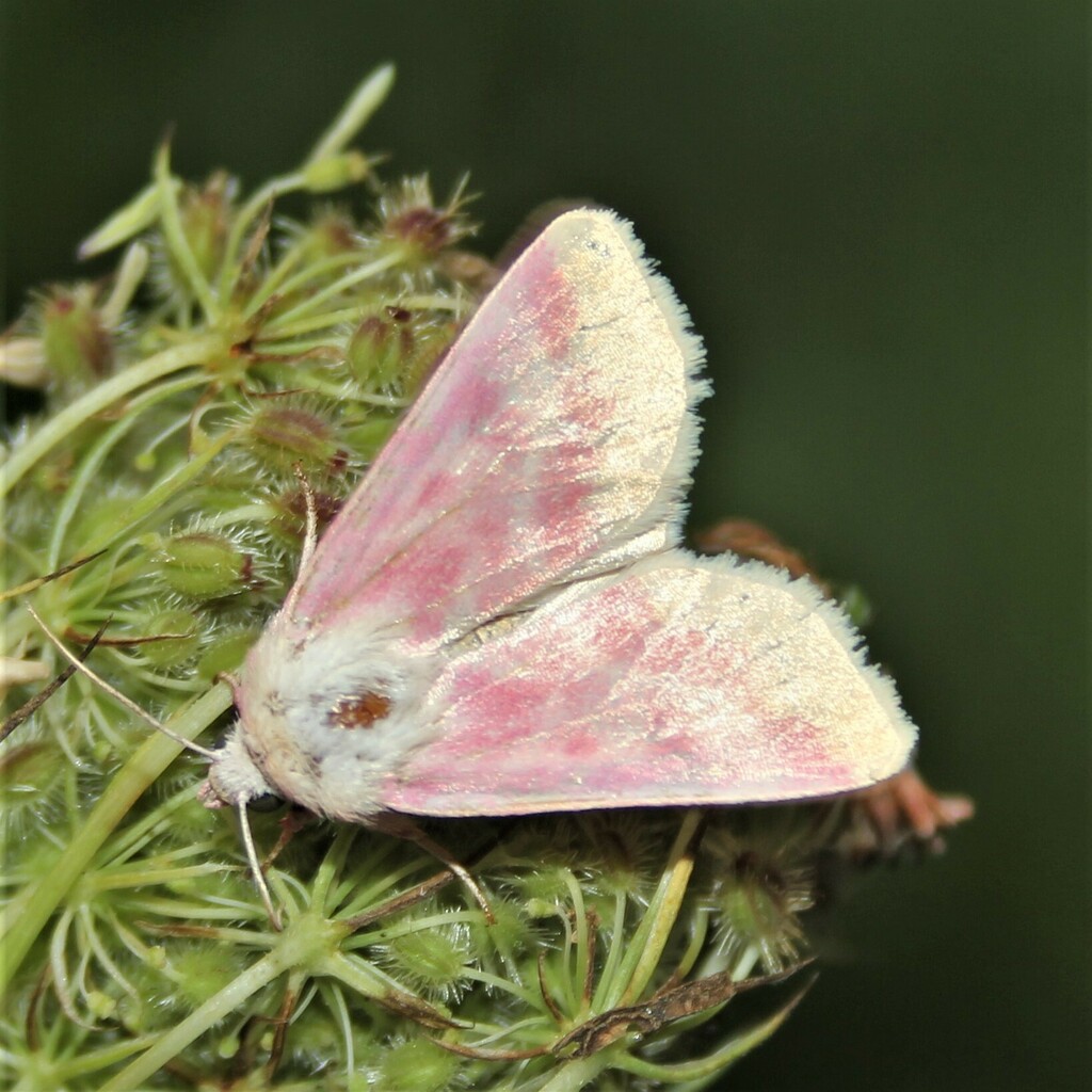 Primrose Moth from Buck Township, PA, USA on August 21, 2023 at 07:26 ...