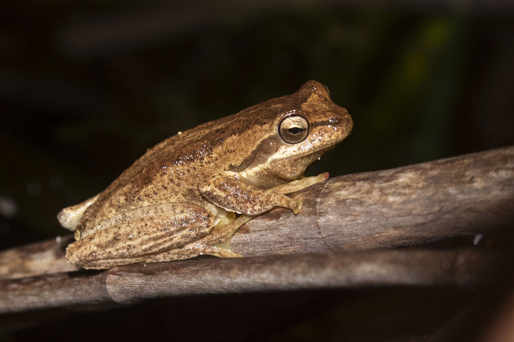 Jervis Bay Tree Frog from Bungwahl NSW 2423, Australia on July 20, 2023 ...