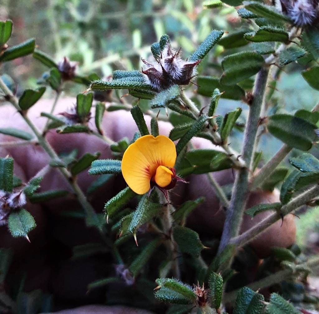 Rough Bush-pea from Newnes Plateau NSW 2790, Australia on August 21 ...