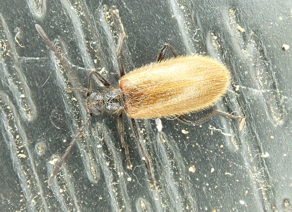 Rough-Haired Lagria Beetle from Rheinstraße 80, 76275 Ettlingen ...