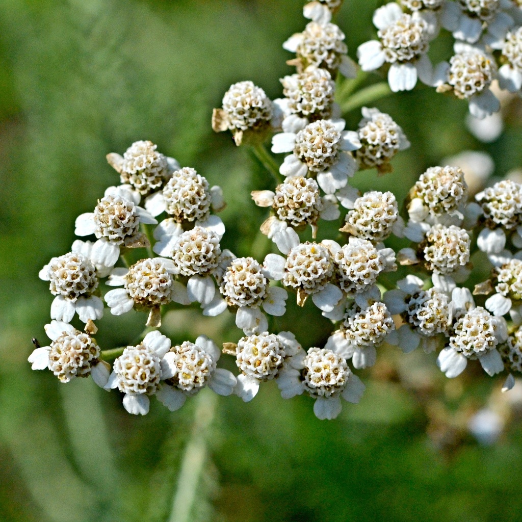 common yarrow complex from 293 01 Mladá Boleslav, Česko on August 19 ...