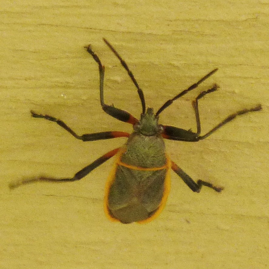 Eastern Bordered Plant Bug from Balch Springs, TX, USA on February 4 ...