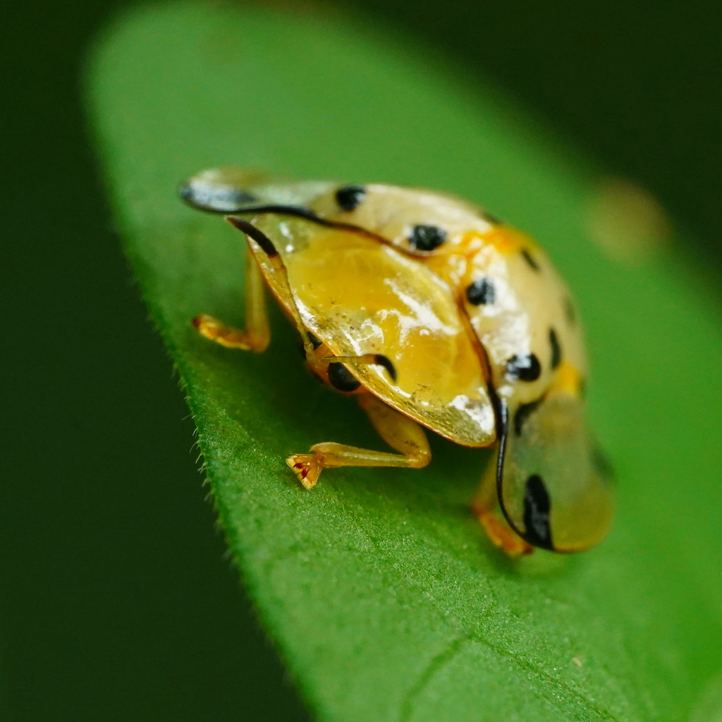 Asian Spotted Tortoise Beetle from 台灣苗栗縣 on July 30, 2023 at 11:33 AM ...