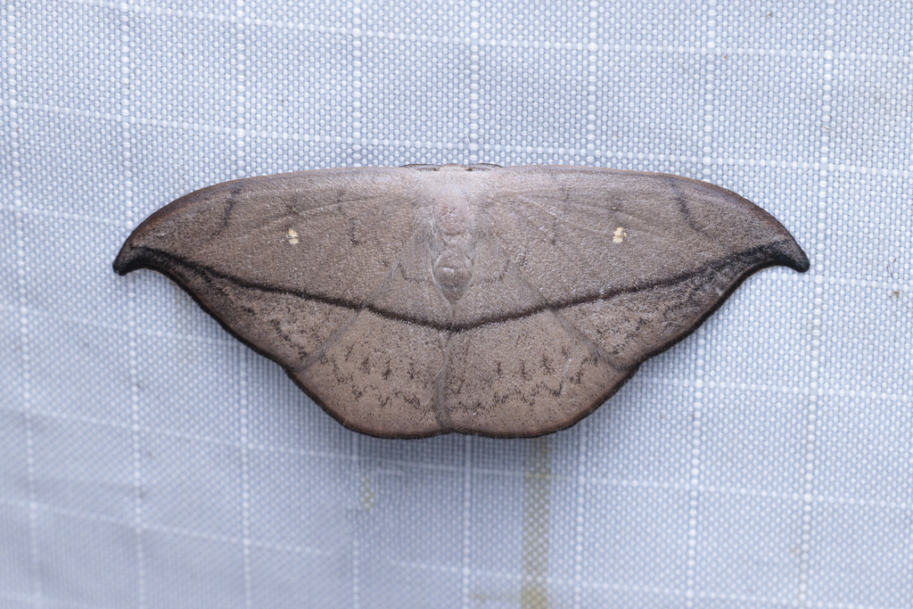 Albara reversaria from 23, Jalan Peninjau, Bukit Fraser, 49000 Bukit ...