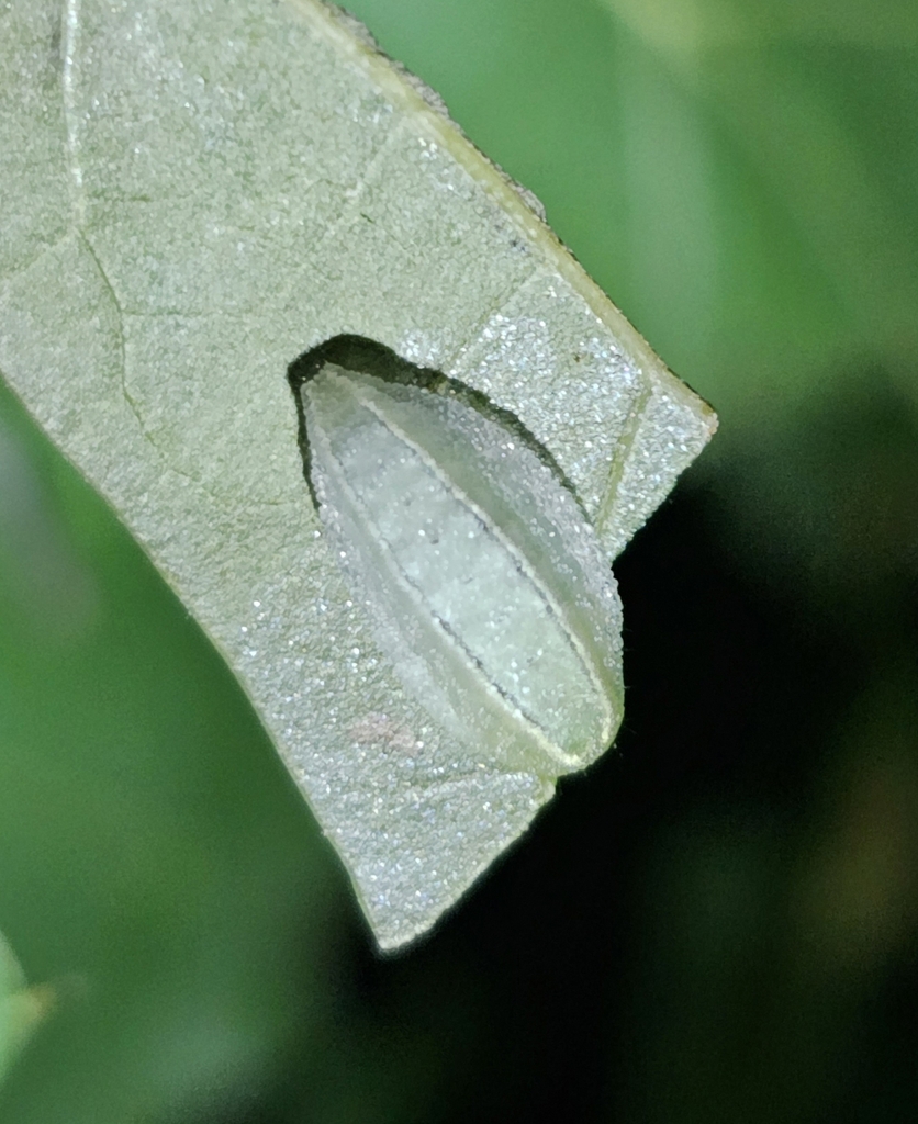 Shagreened Slug Moth from Bear Creek Township, PA, USA on August 21 ...