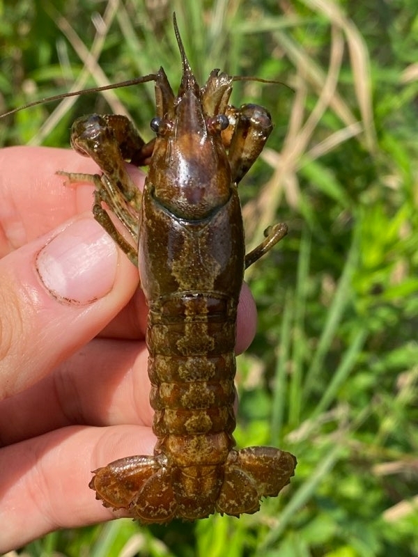 Calico Crayfish in August 2023 by Sam Turner · iNaturalist