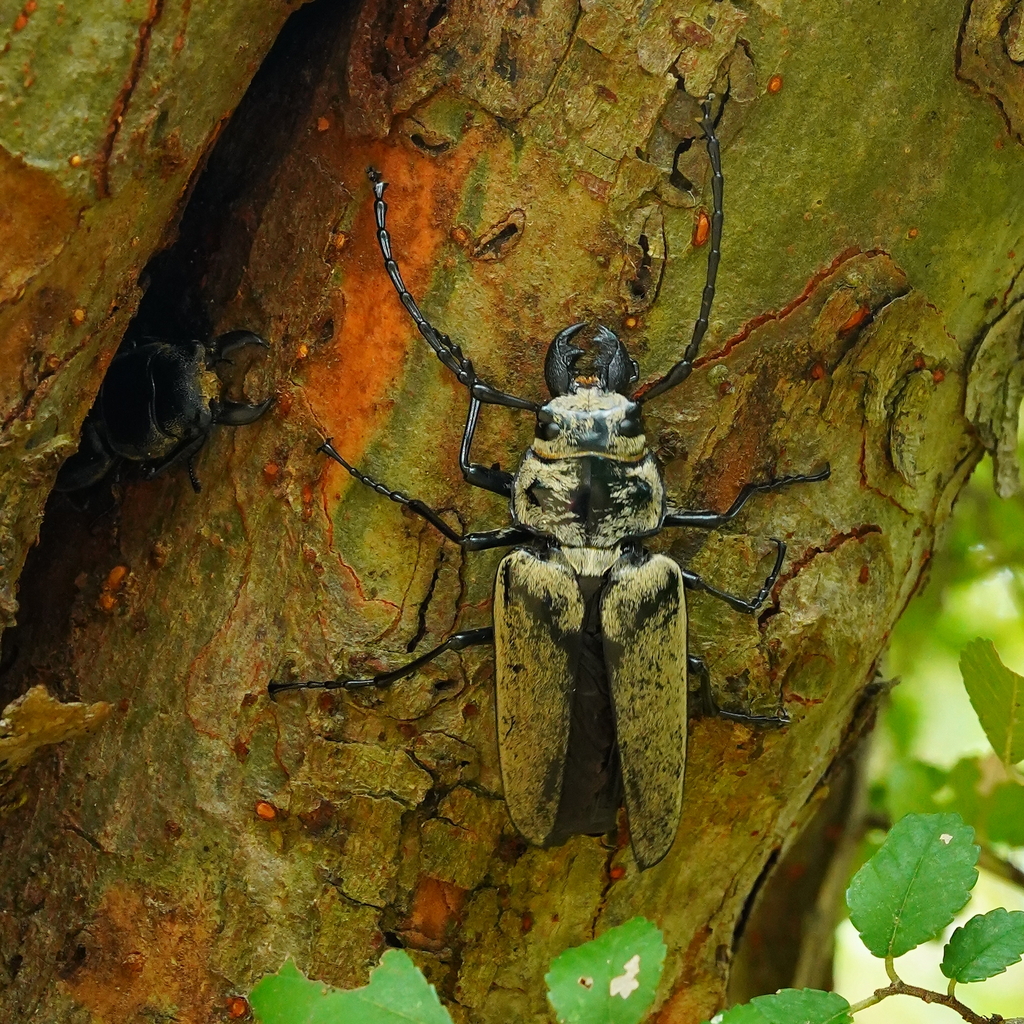 Trictenotoma formosana from 台灣苗栗縣 on July 30, 2023 at 04:24 PM by ...