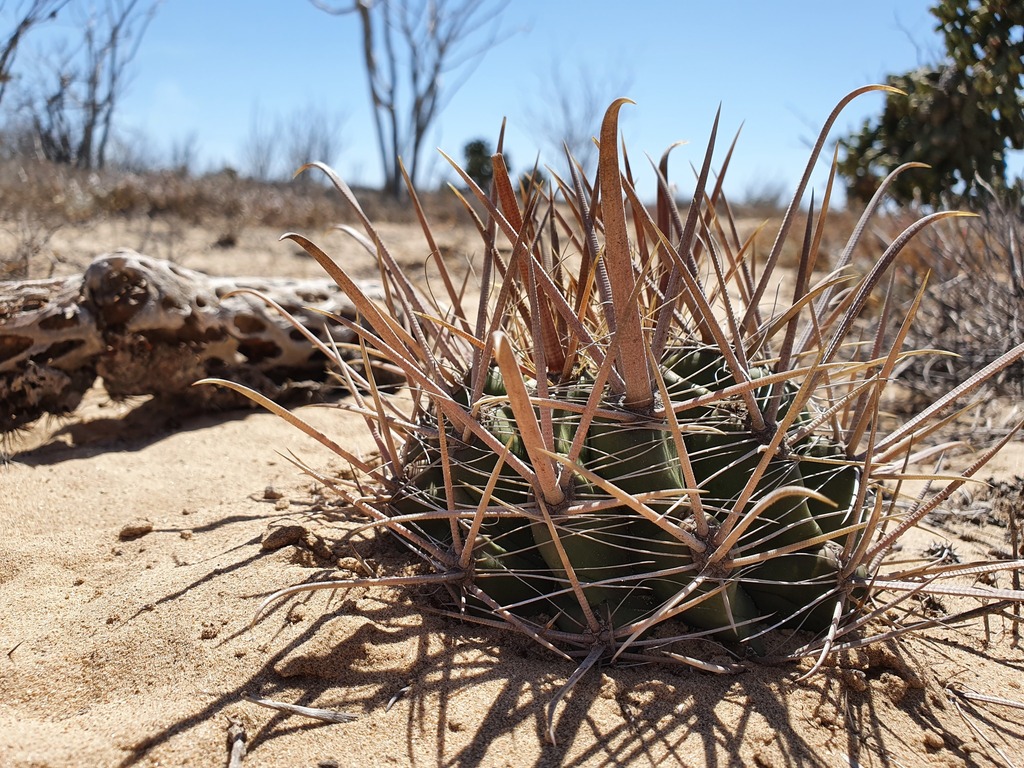 Ferocactus santa-maria from Comondú Municipality, BCS, Mexico on April ...