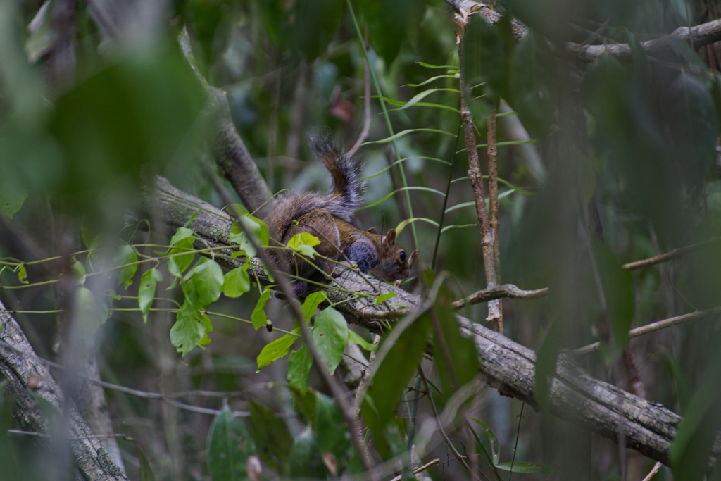 Deppe's Squirrel from Municipio Calakmul, Campeche, Mexiko on July 26 ...