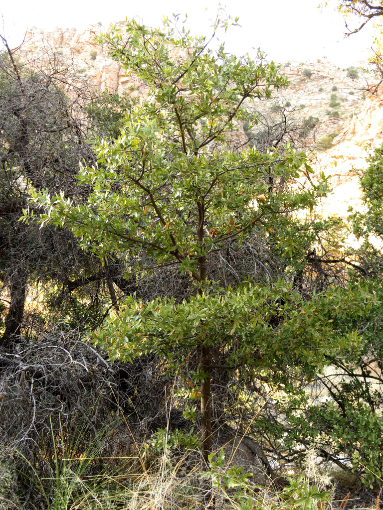 Emory oak (Quercus emoryi) - Botanical Realm