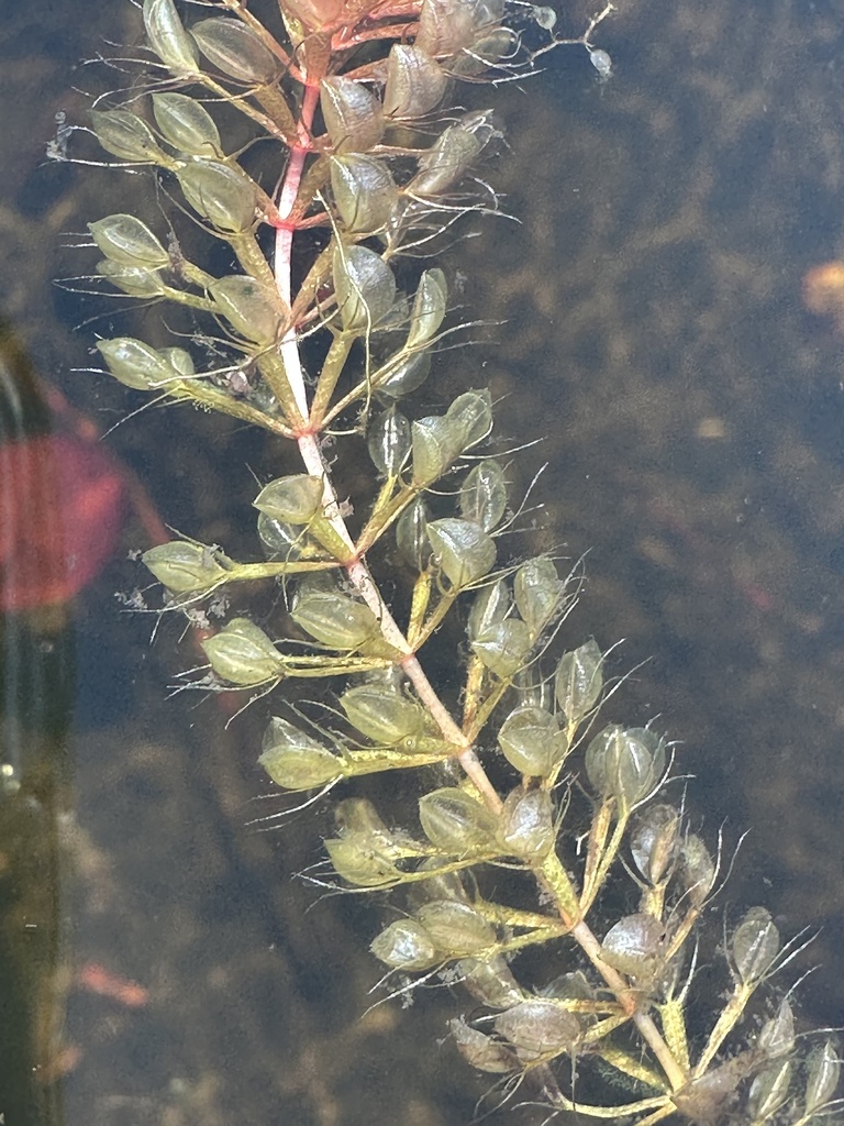 Aldrovanda vesiculosa