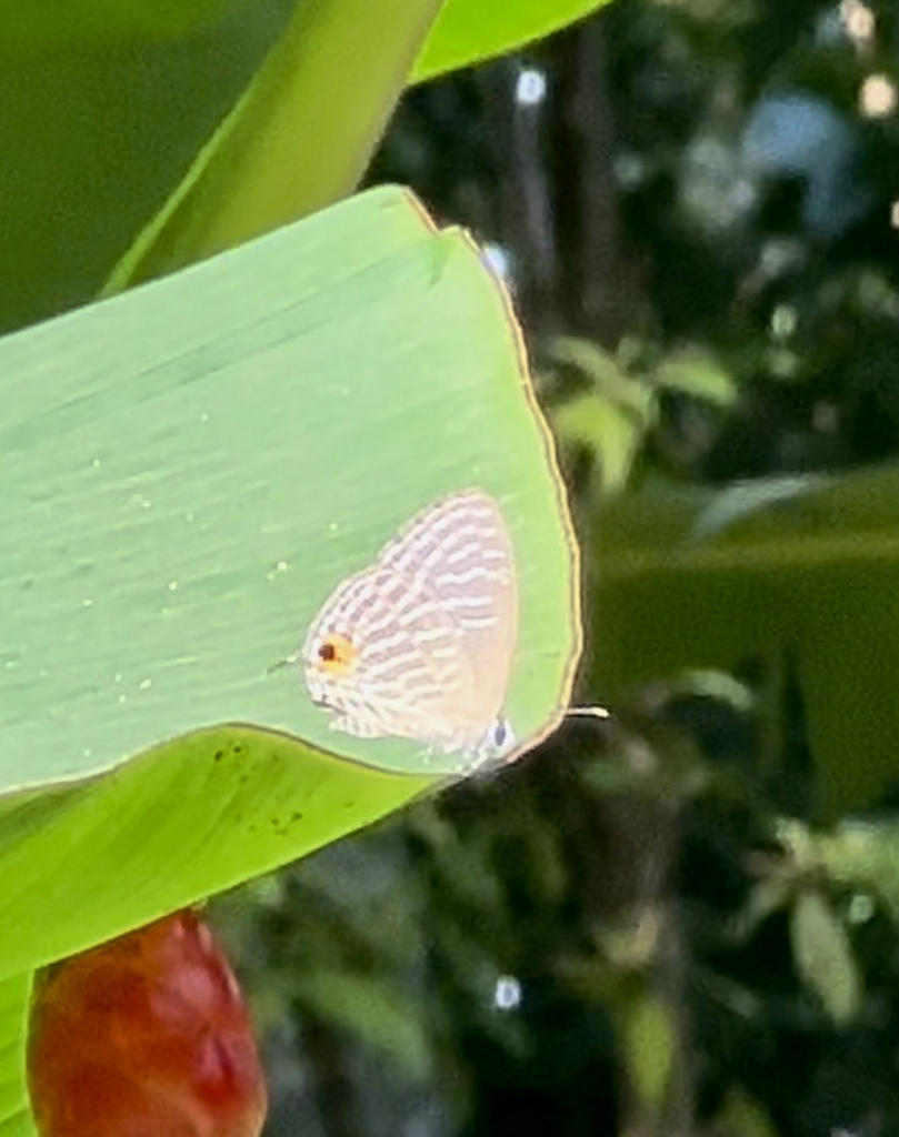 Metallic Cerulean from Upper Tunnel Road, Penang Hill on August 22 ...