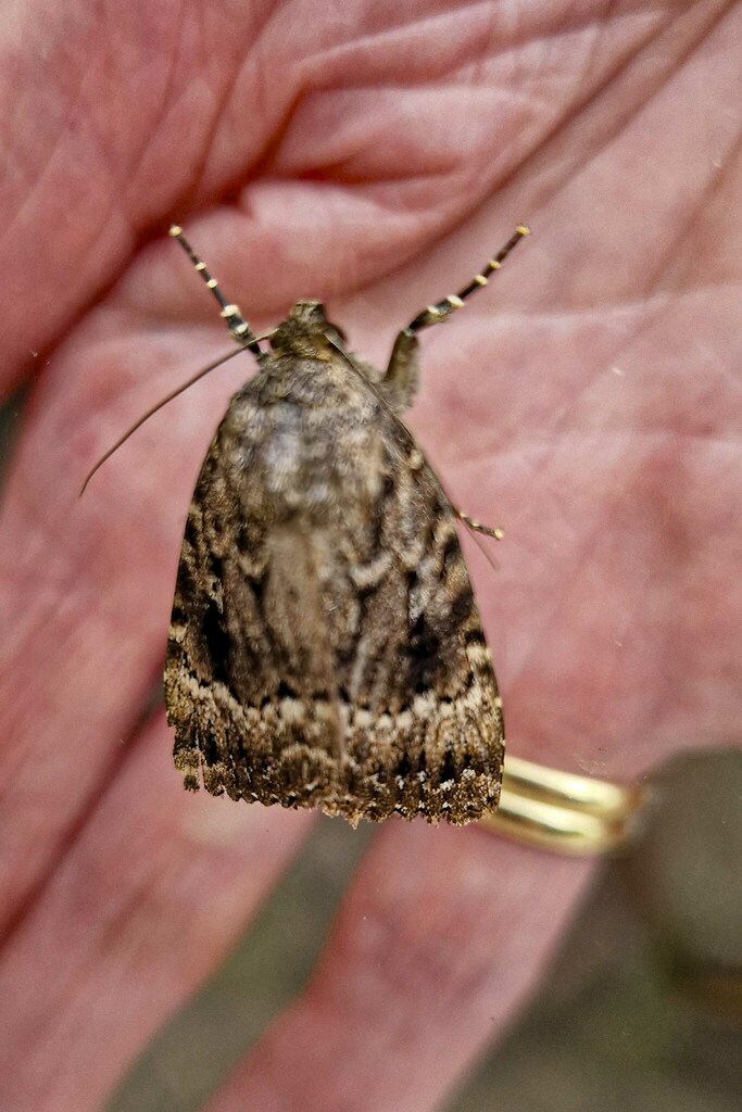 Eurasian Copper Underwing from Great Malvern, Malvern WR14, UK on ...