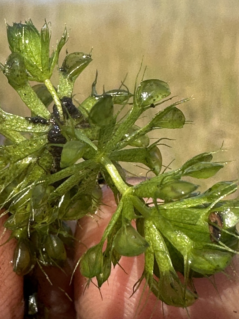 Aldrovanda vesiculosa