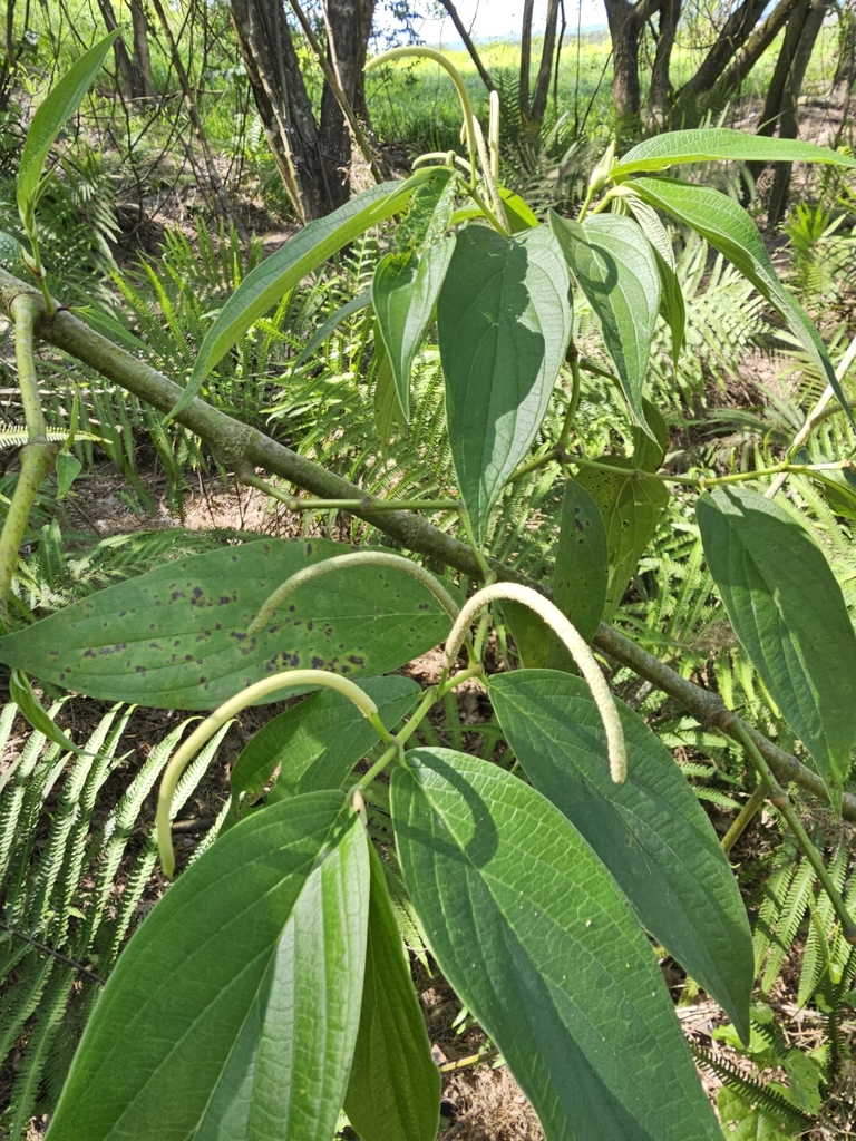 spiked pepper from Brownsweg, Suriname on August 22, 2023 at 10:06 AM ...