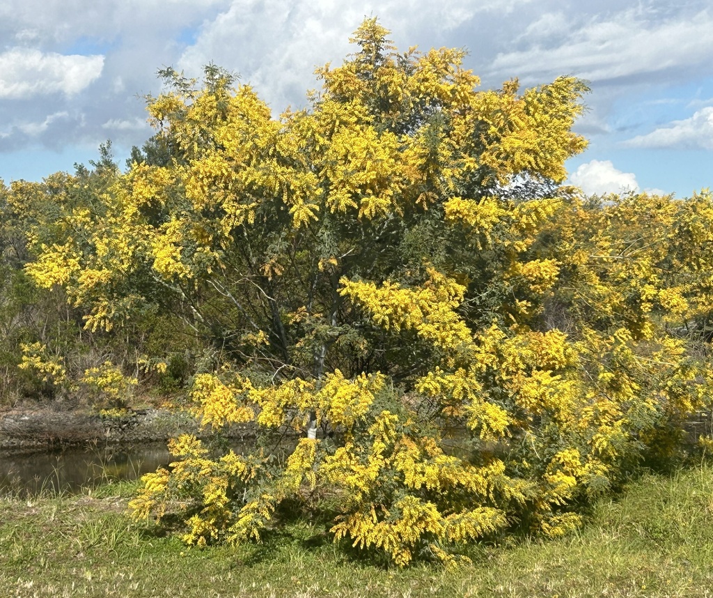 Brisbane wattle from Sunshine Coast Pde, Maroochydore, QLD, AU on ...