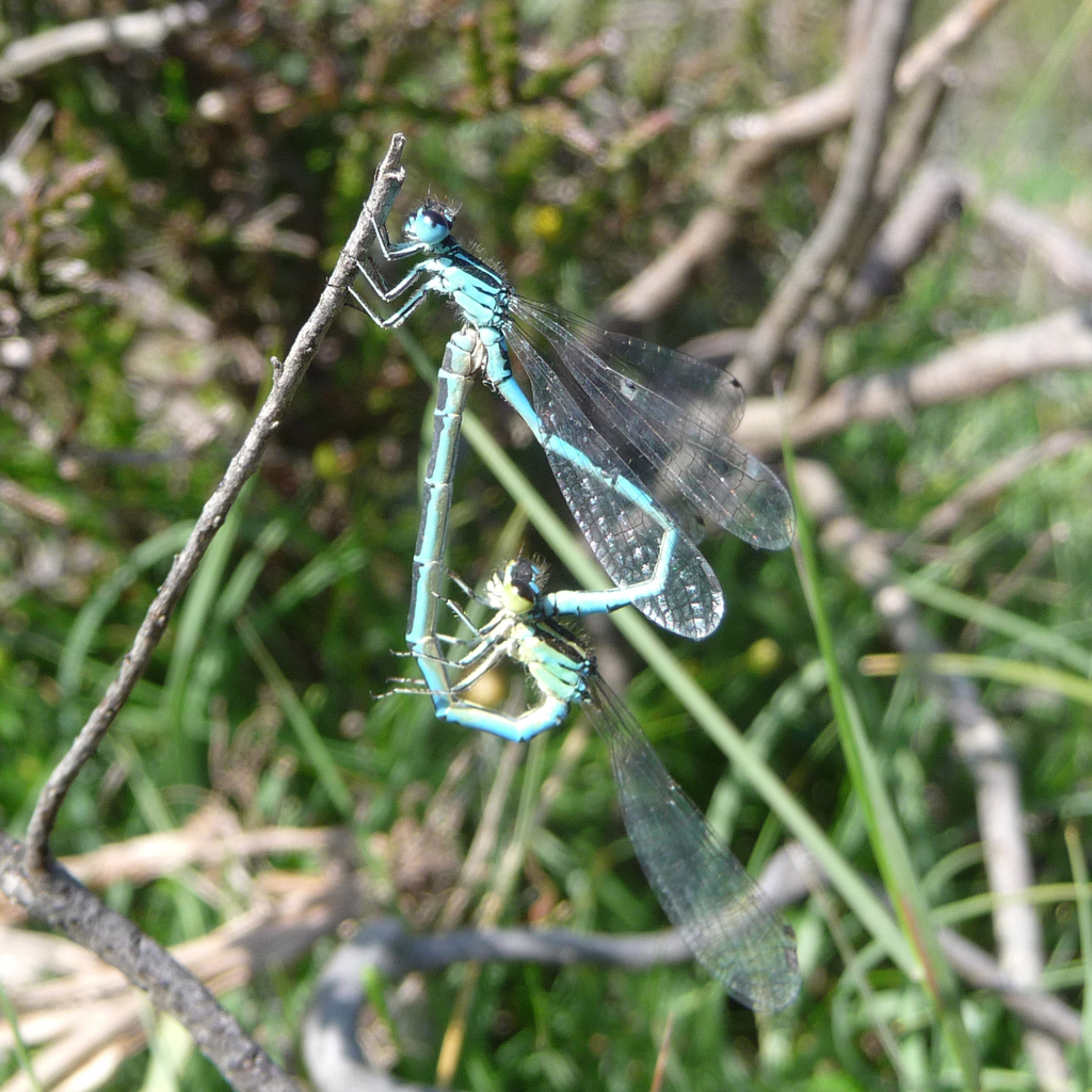 Southern Damselfly from Hampshire, UK on July 13, 2013 at 12:01 PM by ...