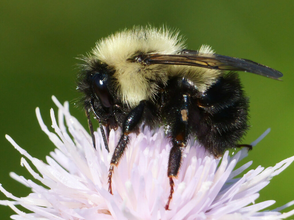 Half-black Bumble Bee from Hilliardton Marsh on August 5, 2023 at 09:43 ...
