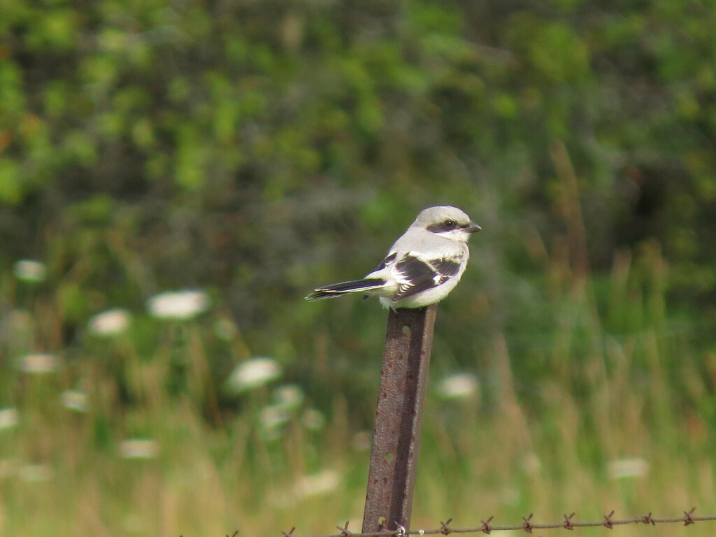 Eastern Loggerhead Shrike in August 2023 by Ginny Moore. two ...