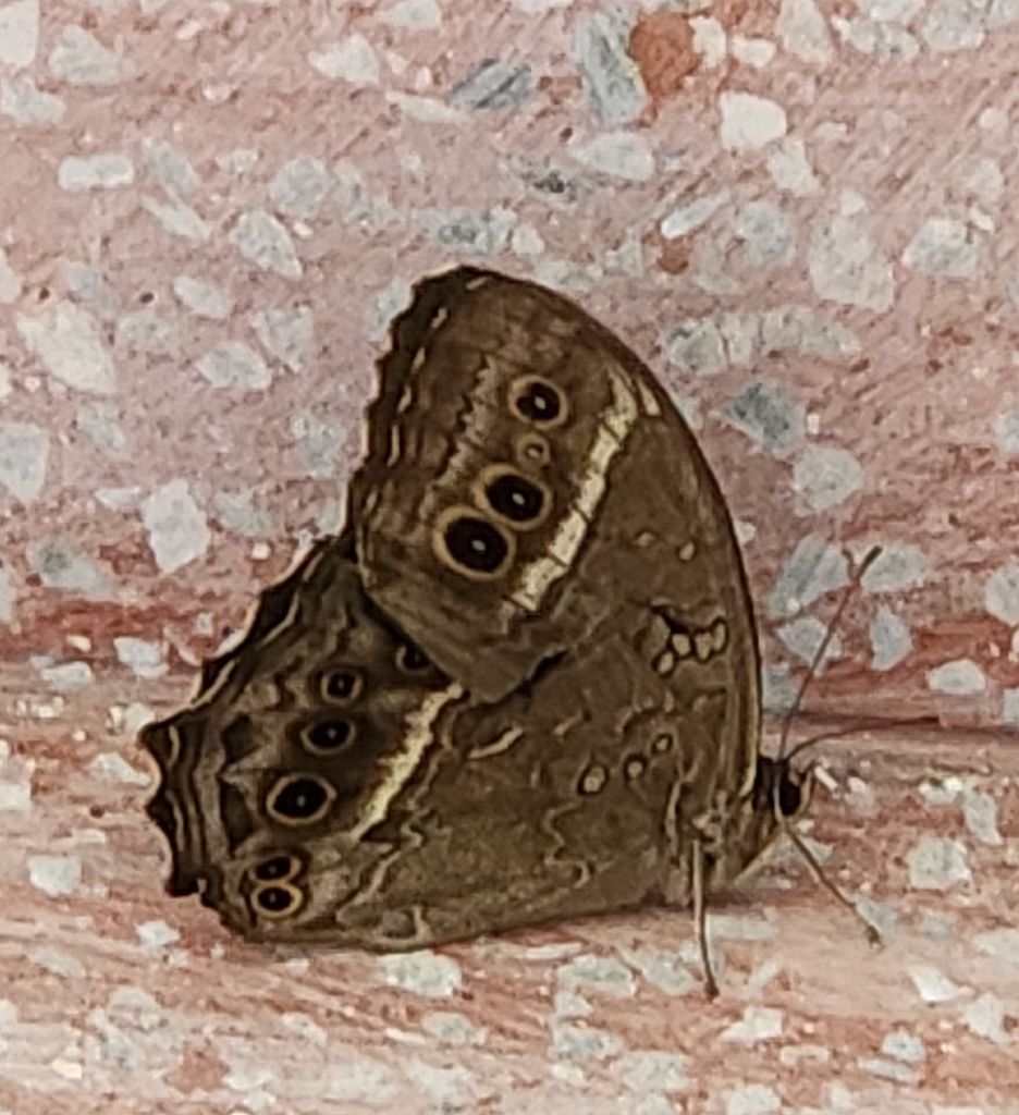 Neope muirheadii nagasawae from 台灣台北 on August 22, 2023 at 11:37 AM by ...