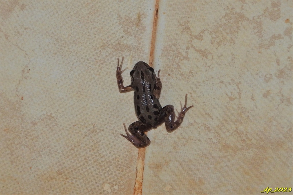 Senegal Running Frog from Waso, Kenya on August 13, 2023 at 04:07 AM by ...