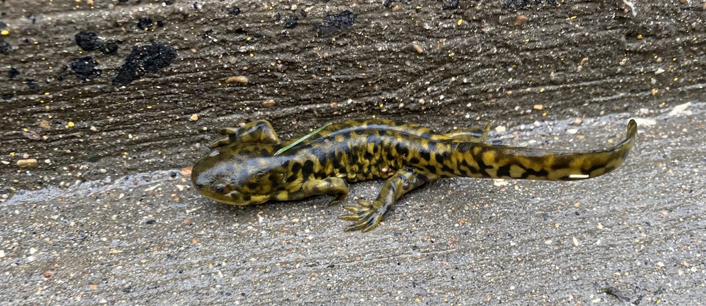 Gray Tiger Salamander from Riding Mountain National Park, Division #17 ...