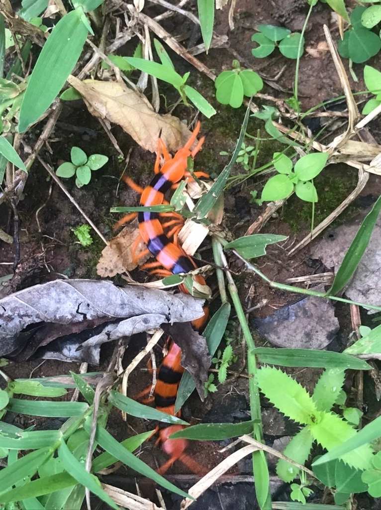 Indian Tiger Centipede from Sukma on August 22, 2023 at 03:12 PM by ...