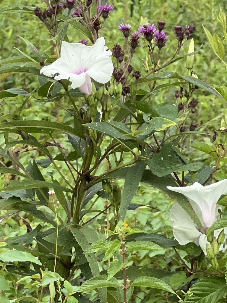wild potato vine from Tidewater Trail, Jamaica, VA, US on August 22 ...