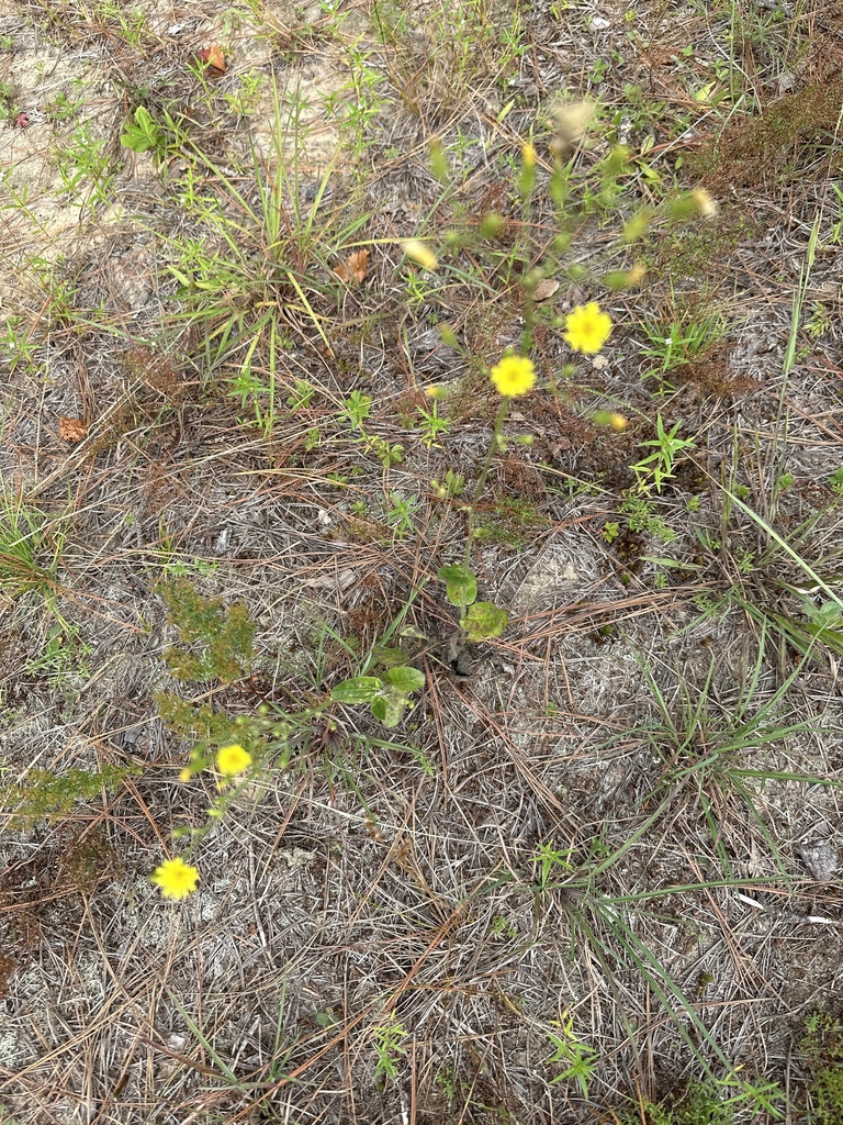 rough hawkweed from Farley Park Rd, Church View, VA, US on August 22 ...